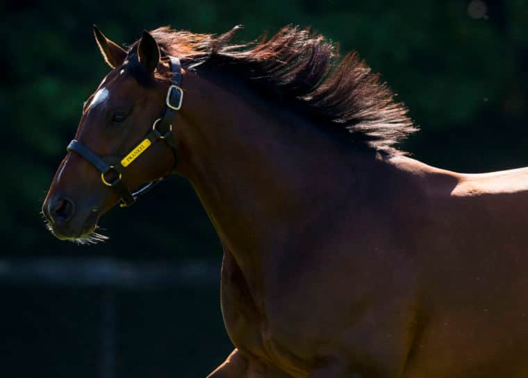 Frankel - Juddmonte Stallion