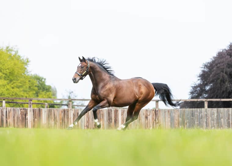 Frankel - Juddmonte Stallion