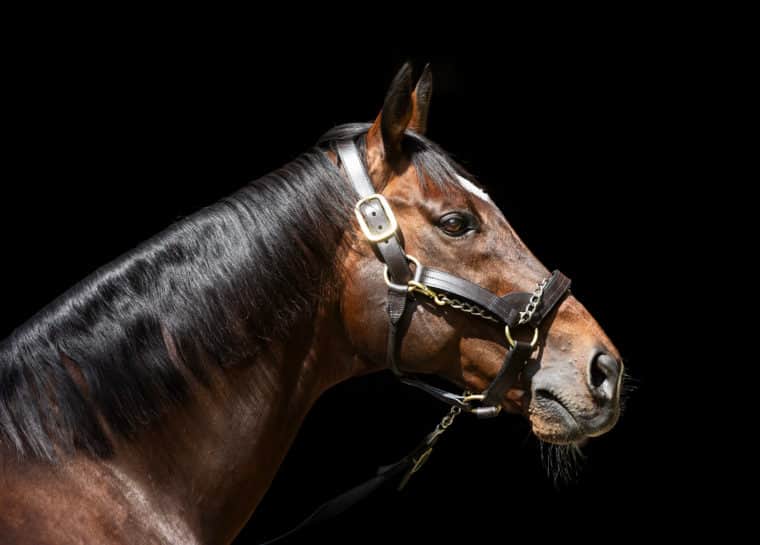 Frankel - Juddmonte Stallion