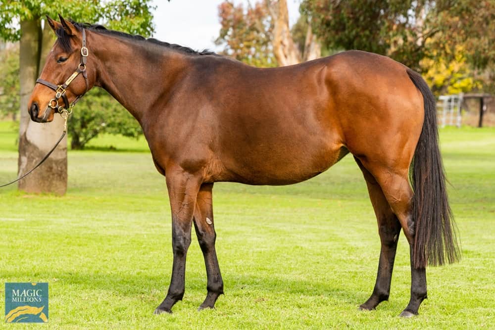 Frankel: A star attraction Down Under - Stallions