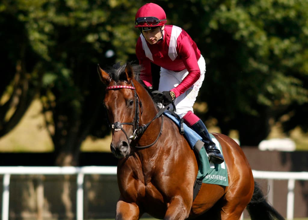 Oxagon a new TDN Rising Star for Frankel - Stallions